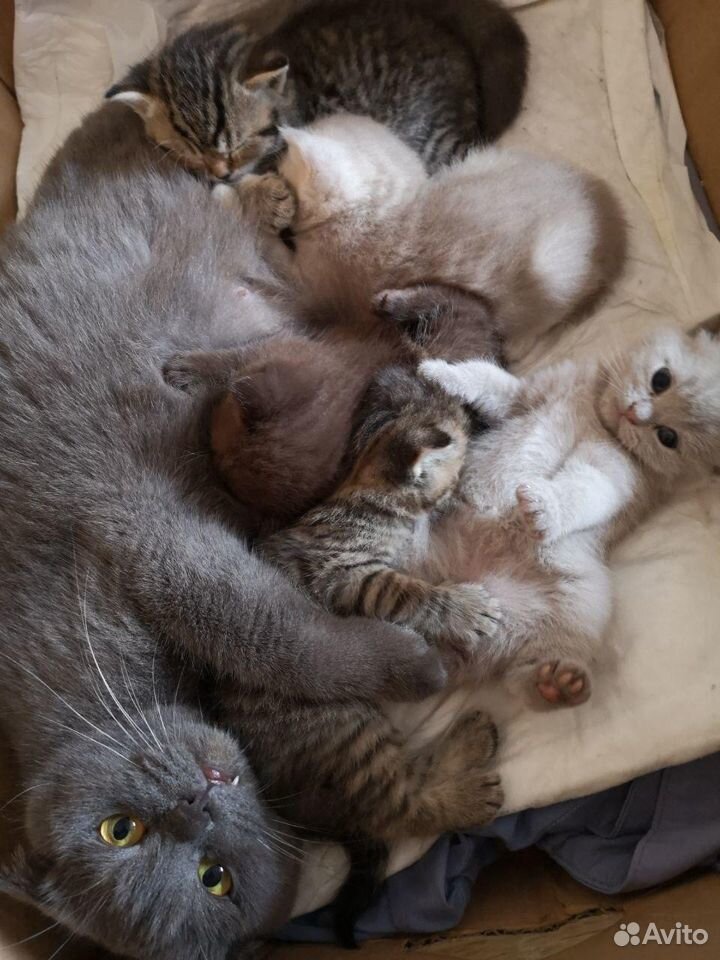 Шотландские котята