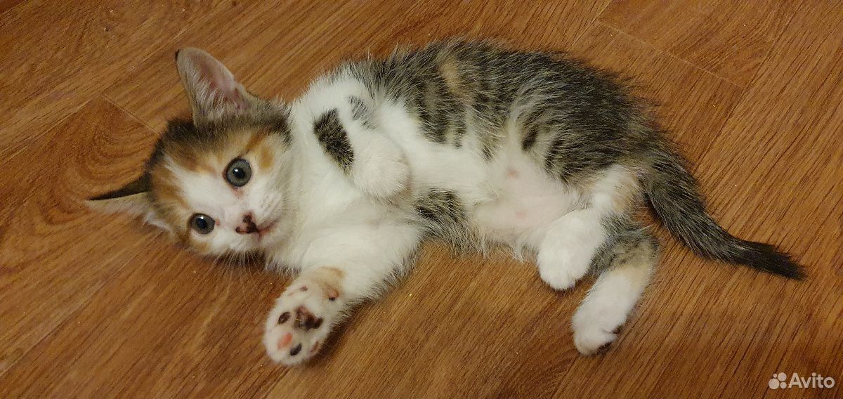 Кошечка