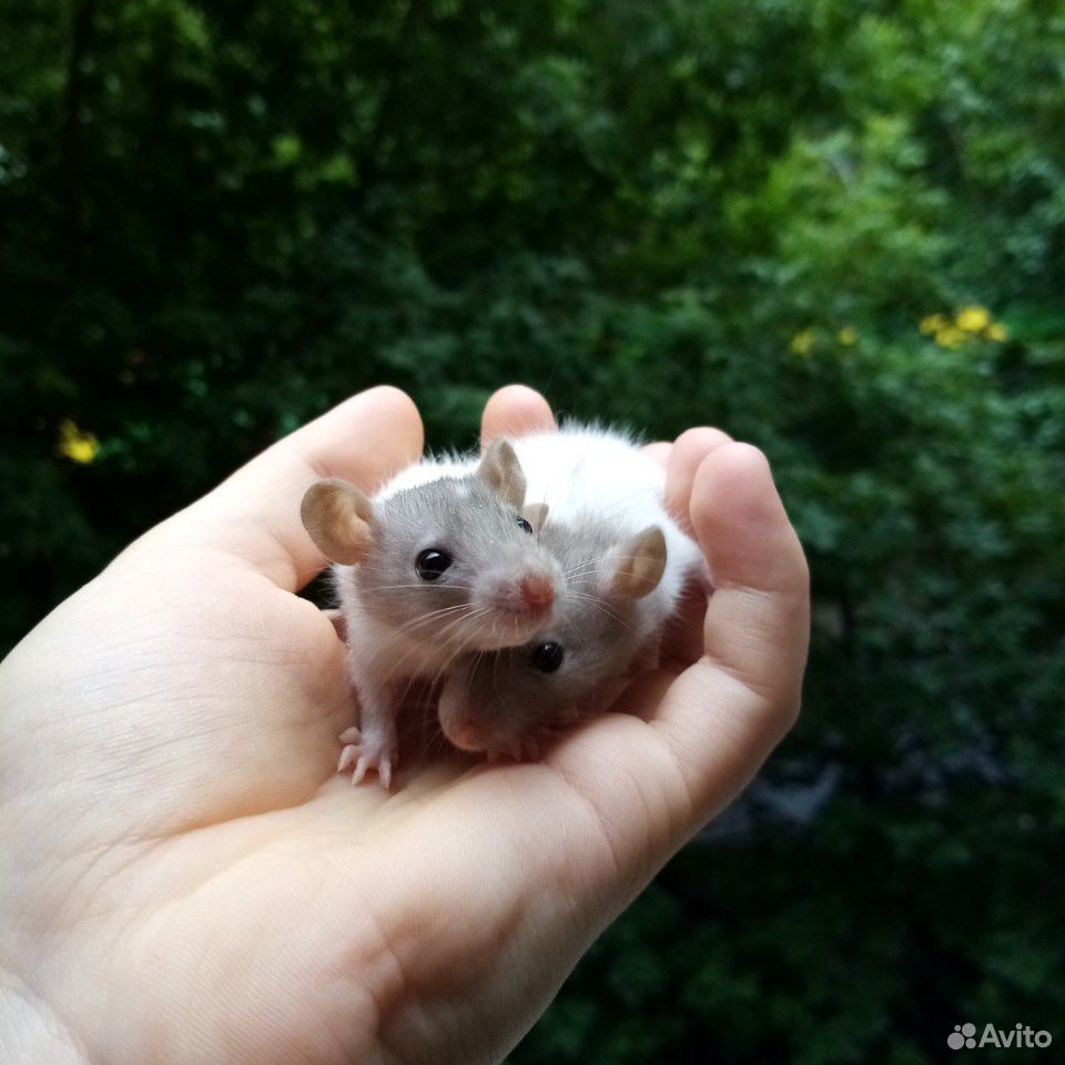 Маленькие крысята