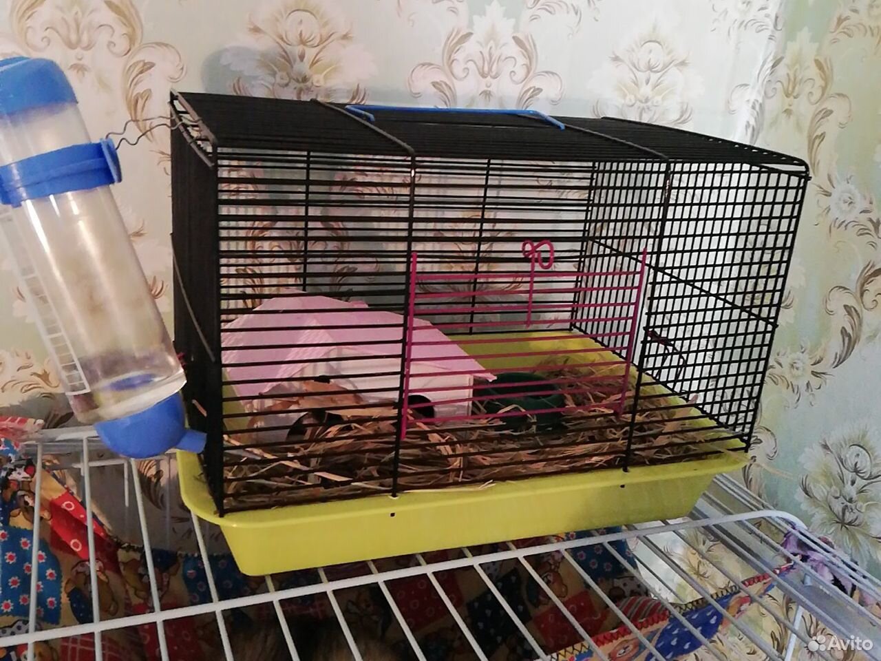 Отдам мышек