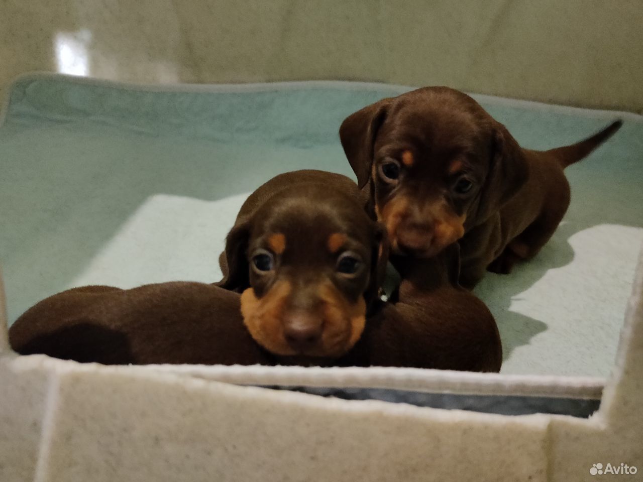 Шоколадные миники