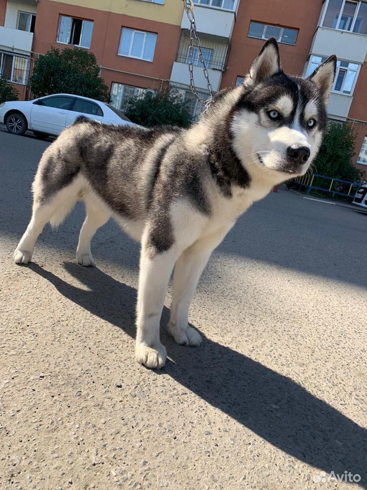 Хаски для вязки