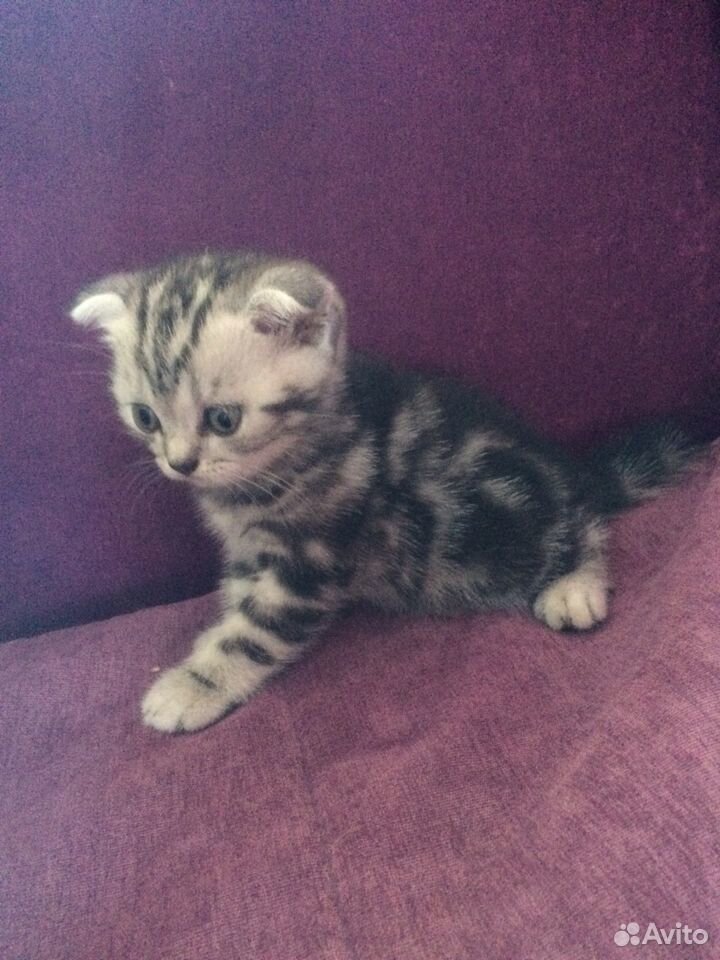 Котёнок Британский