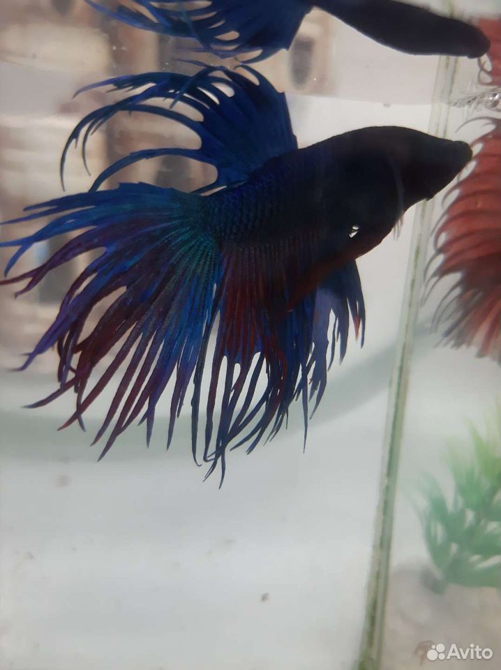 Рыба петушок