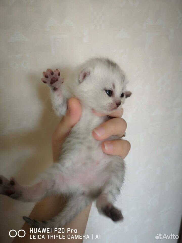 Шотландские котята