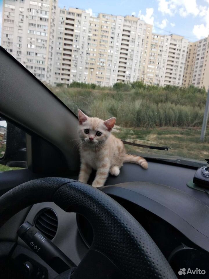 Шотландский котенок