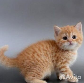 Британские котенок красный мрамор
