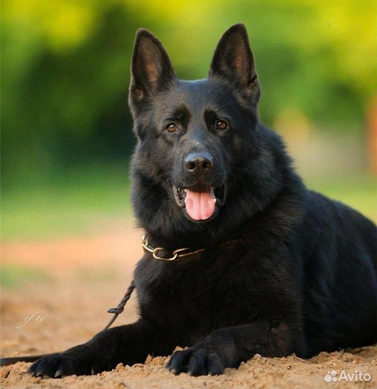 Немецкая овчарка (кабель)