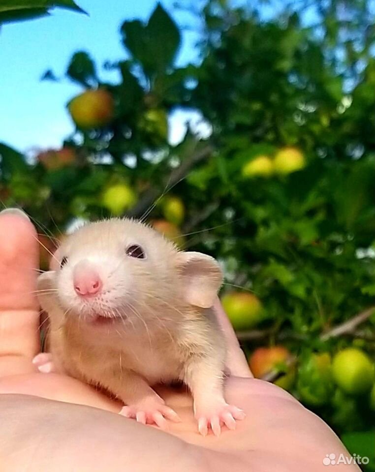 Крысята рыжики дамбо домашнего разведения