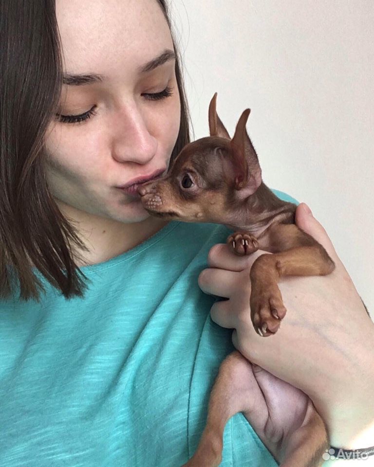 Русский той ищет подругу