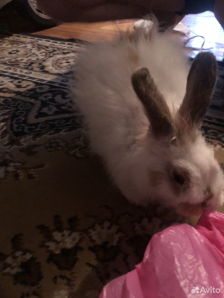 Кролик ручной