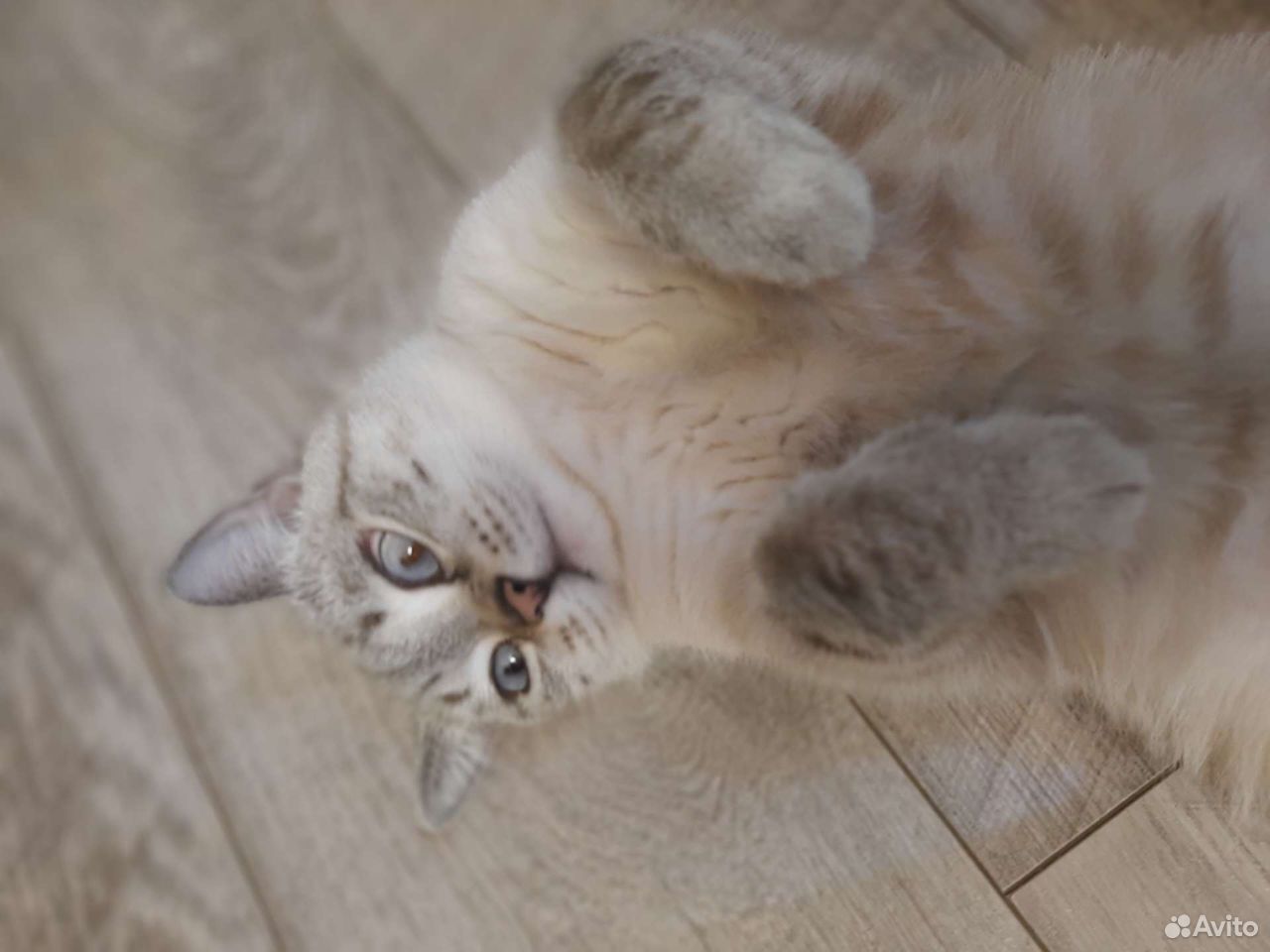 Кошка ищет котика