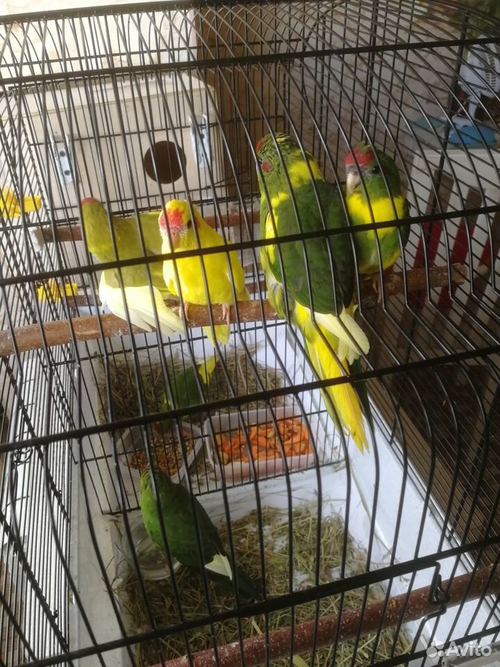 Птенцы попугаев кокариков
