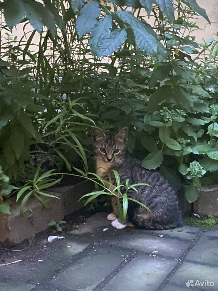 Котёнок