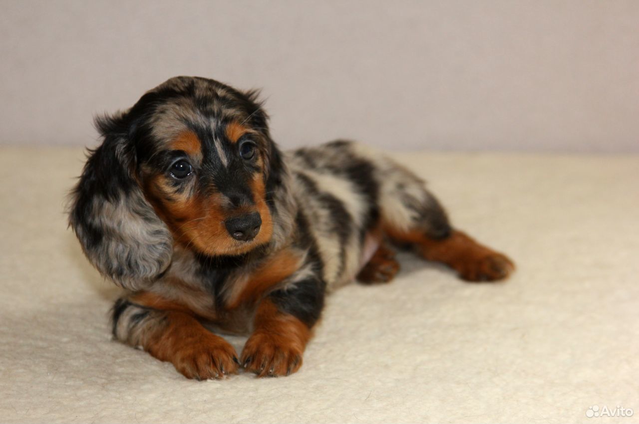 Черно-мраморная девочка кроличья/мини