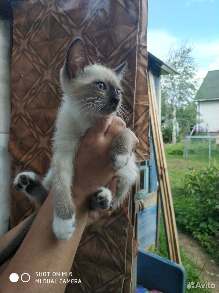 Котенок от тайской кошечки