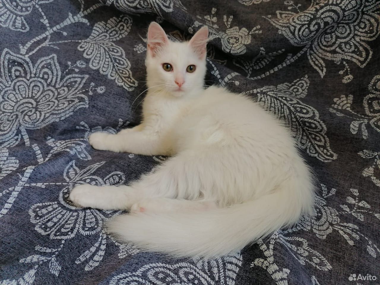 Котенок