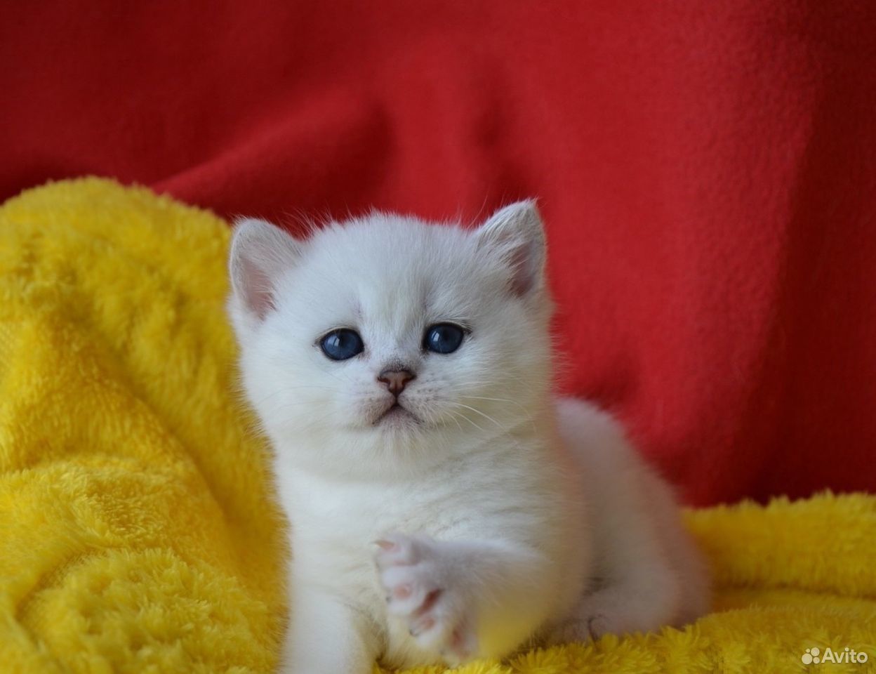 Милые очаровашки