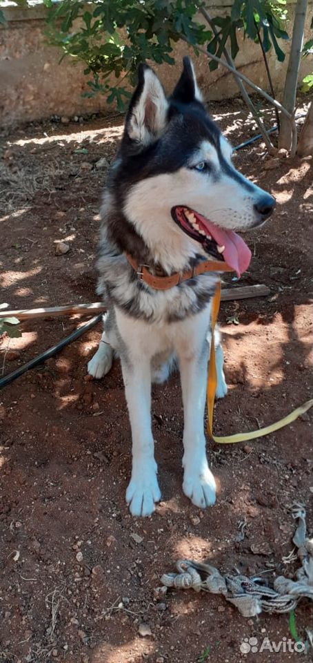Сибирский хаски потеряшка