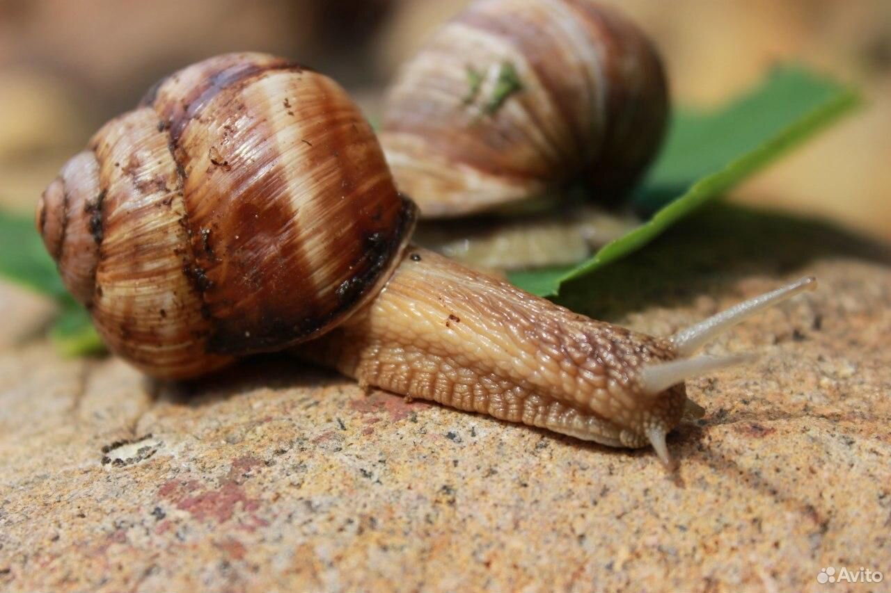 Улитки виноградные