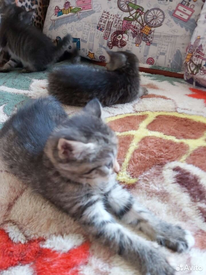 Котята 1,5месяца, полу британцы, к лотку приучены