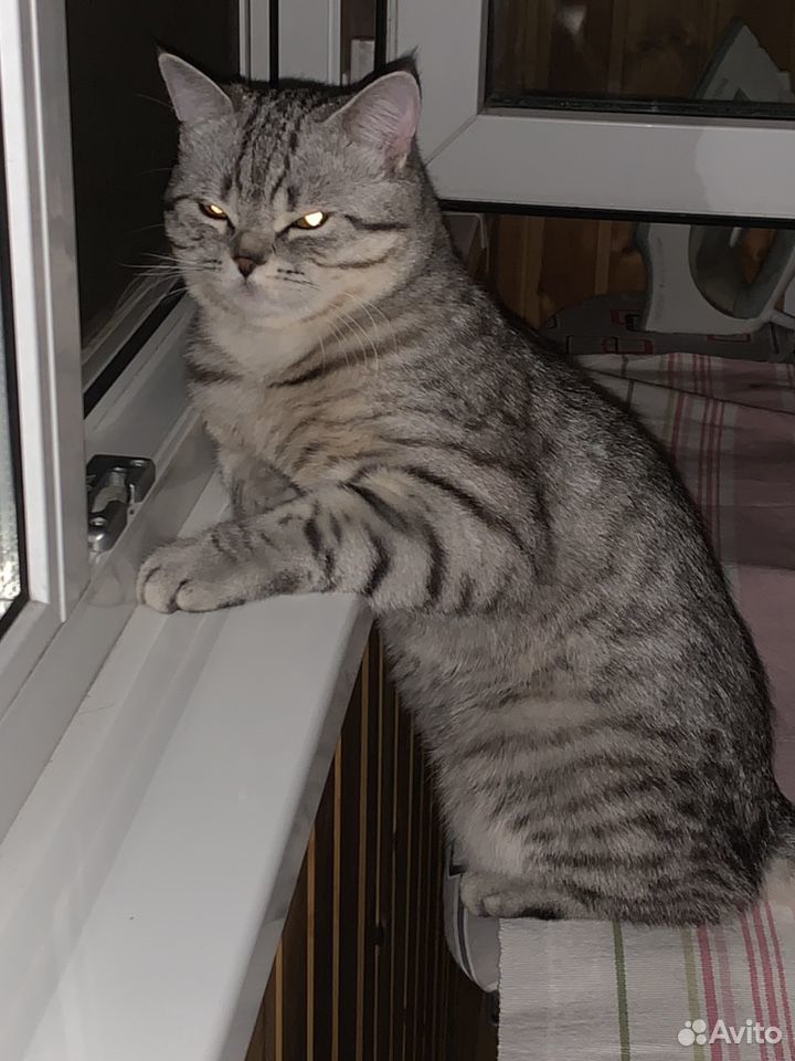Кот шотландский прямоухий очень краасивого окраса