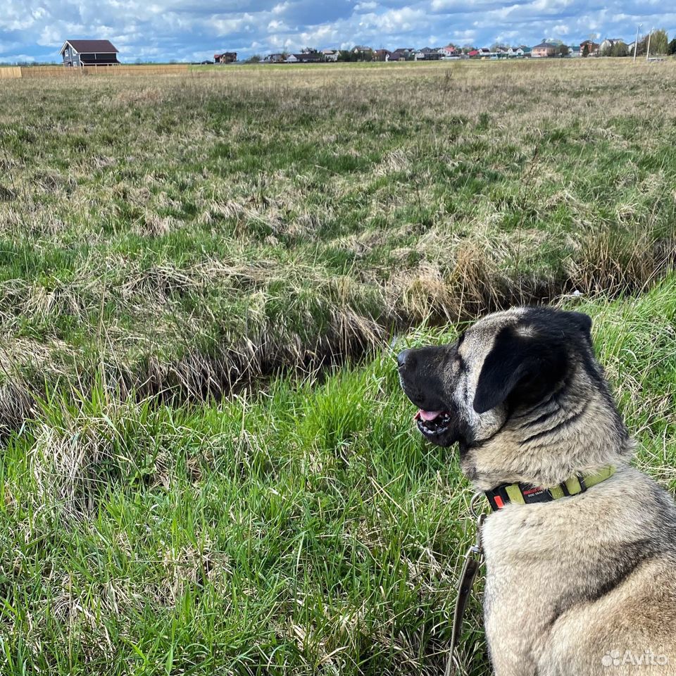 Кангал (Турецкая овчарка )