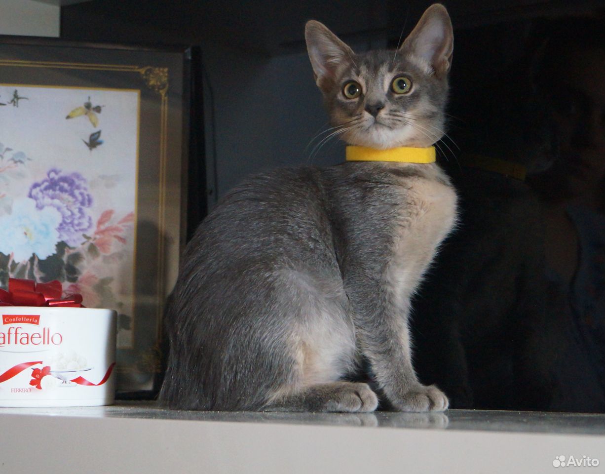 Абиссинка метис