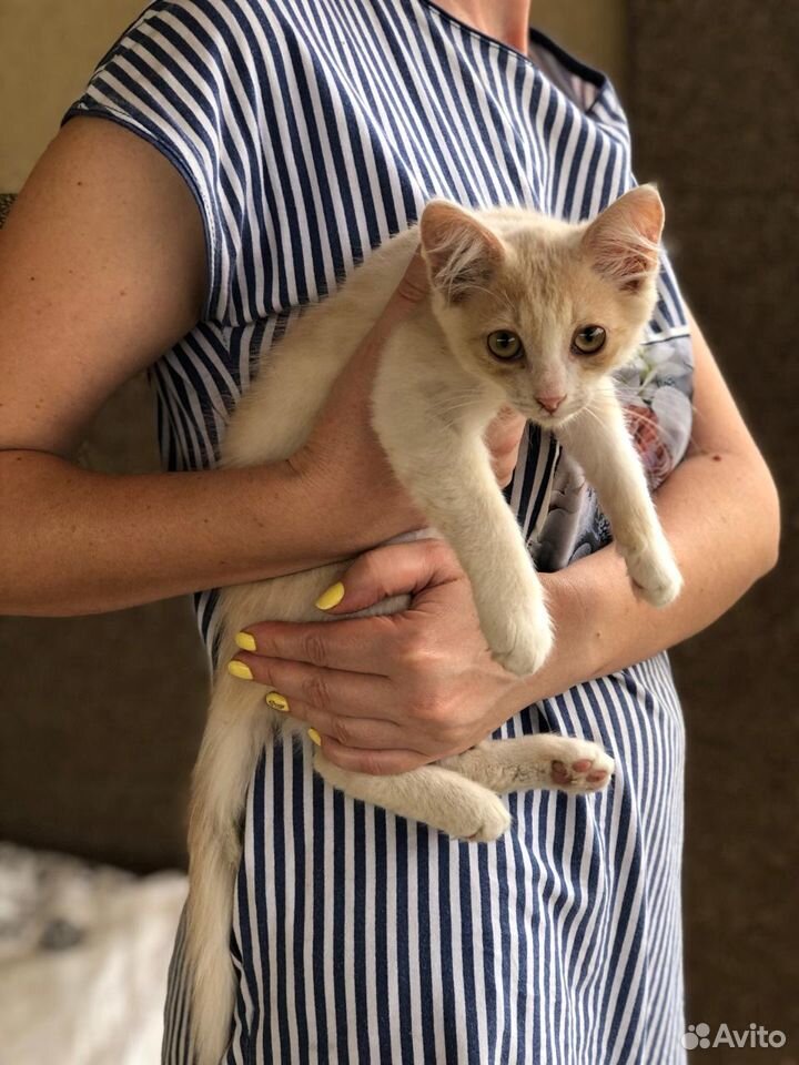 Котик ищет дом