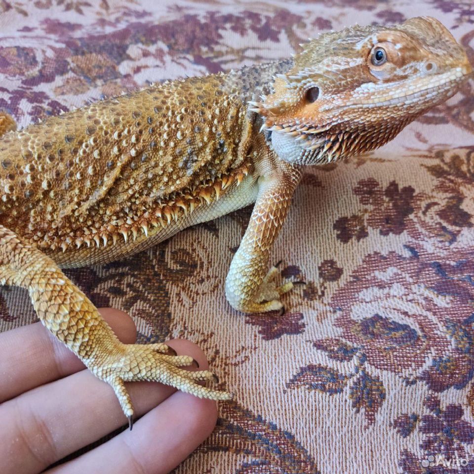 Бородатая агама самка 1 года 9 месяцев