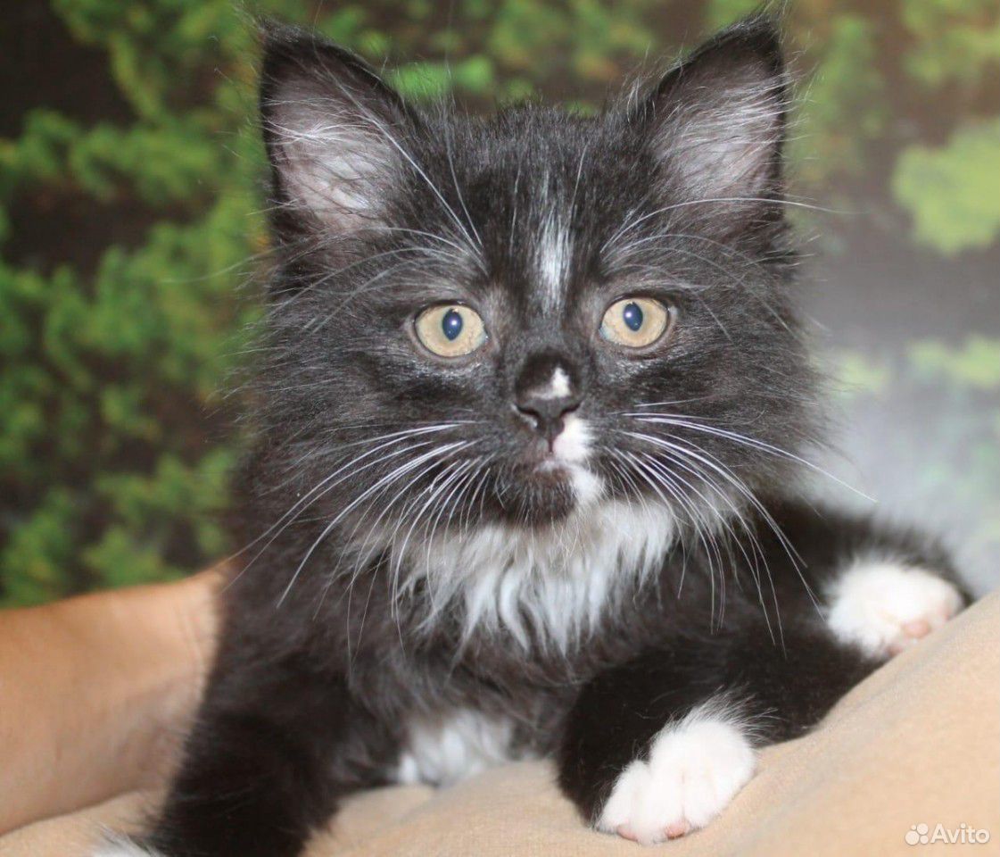 Брутальный Цыган