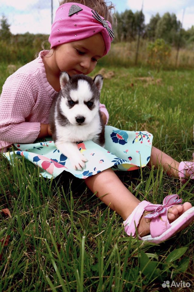 Черно-белая, голубоглазая девочка ищет своих родит