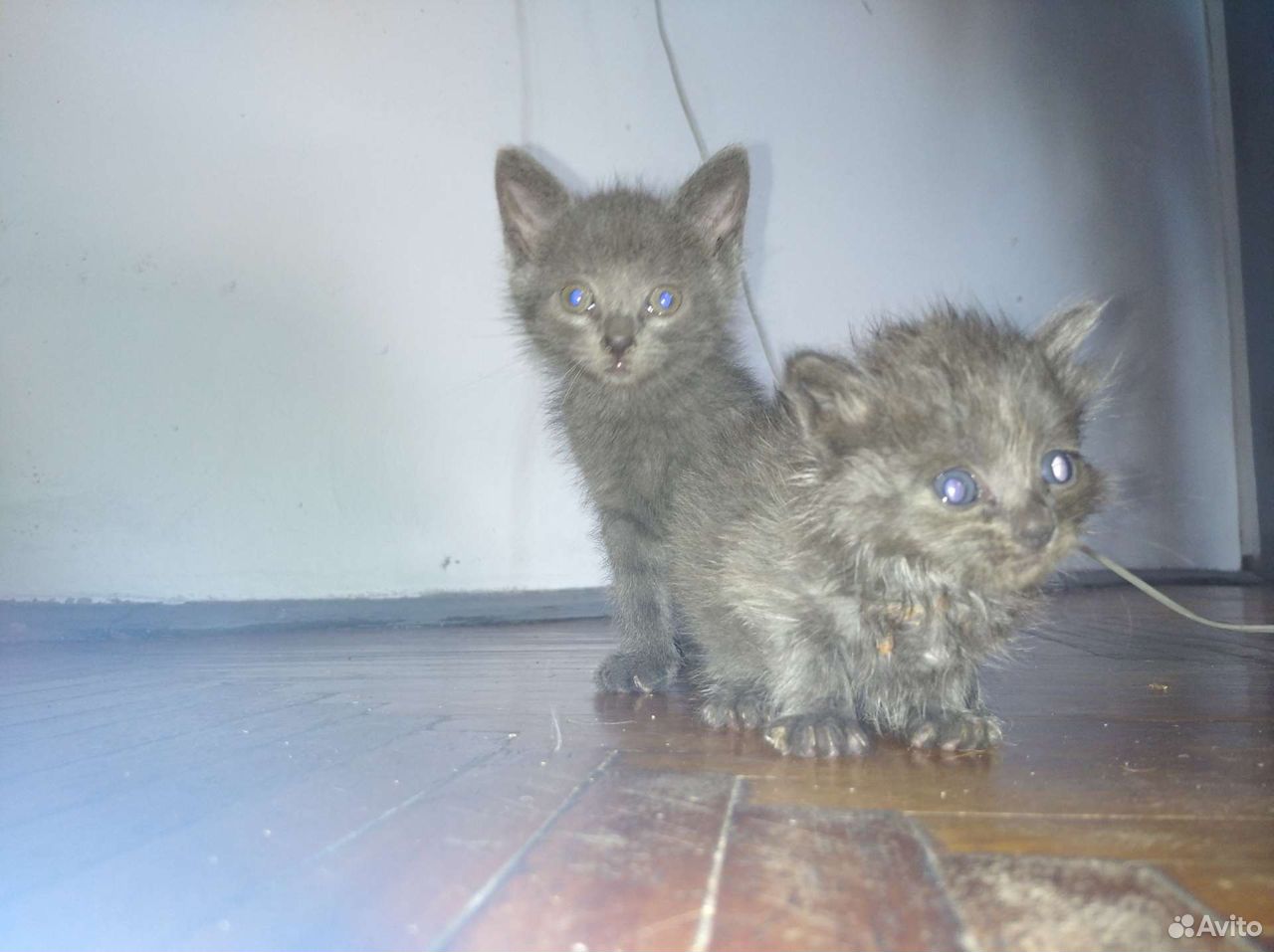 Котята