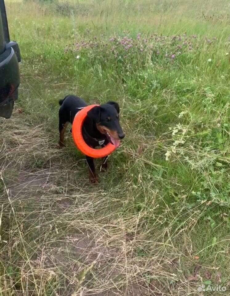 Собака для охоты