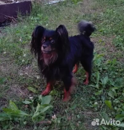 Длинношерстный той-терьер