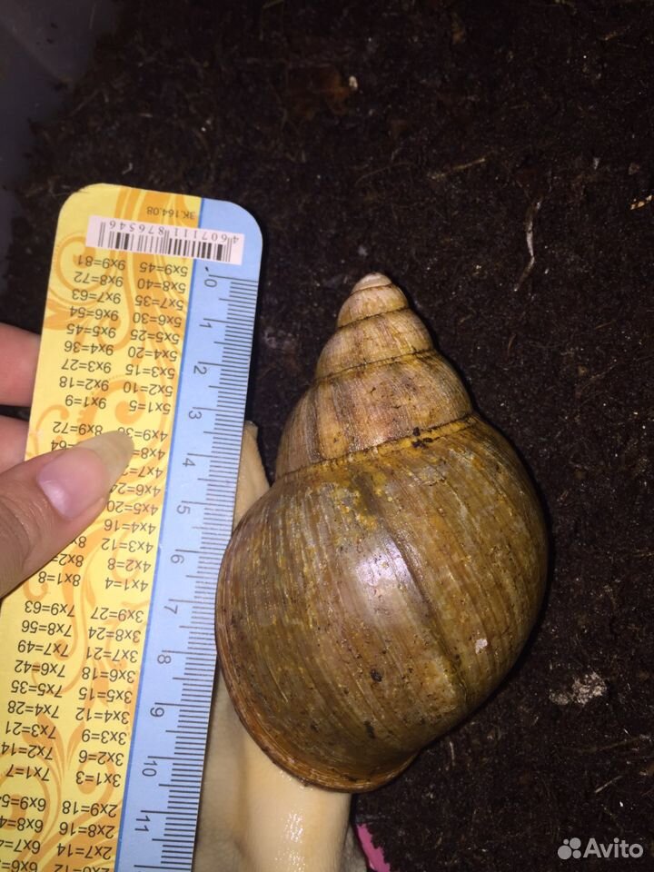 Архахатина дегнери несушка