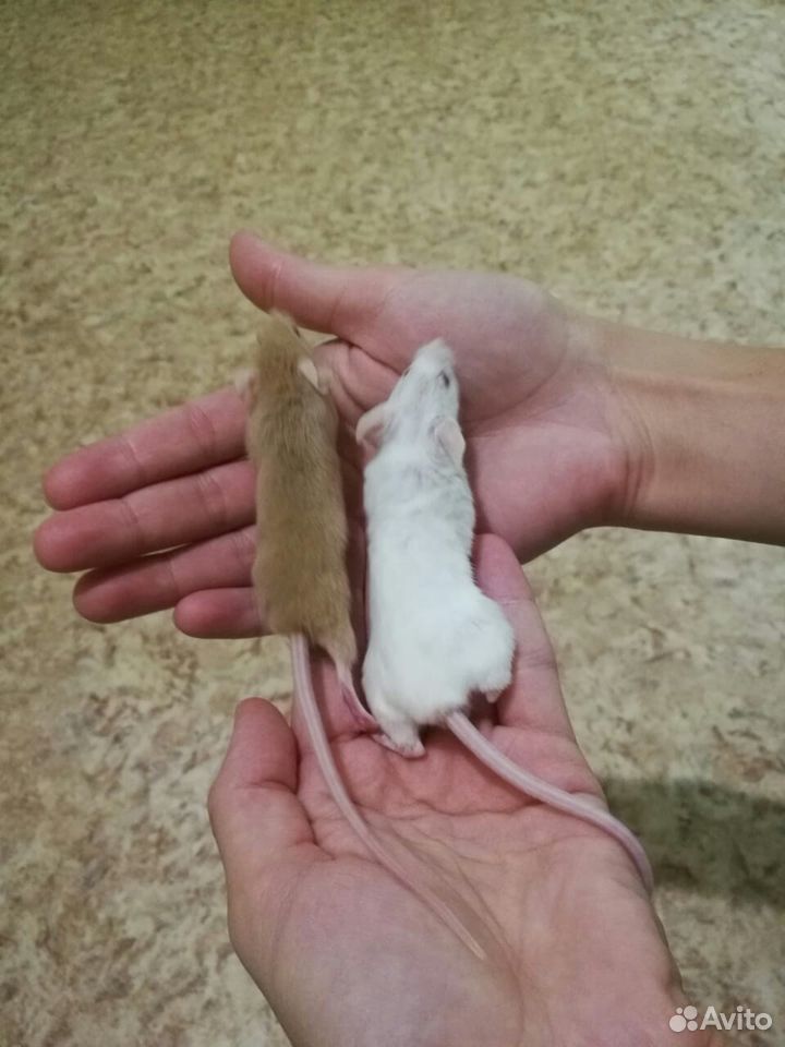 Ручные мышки