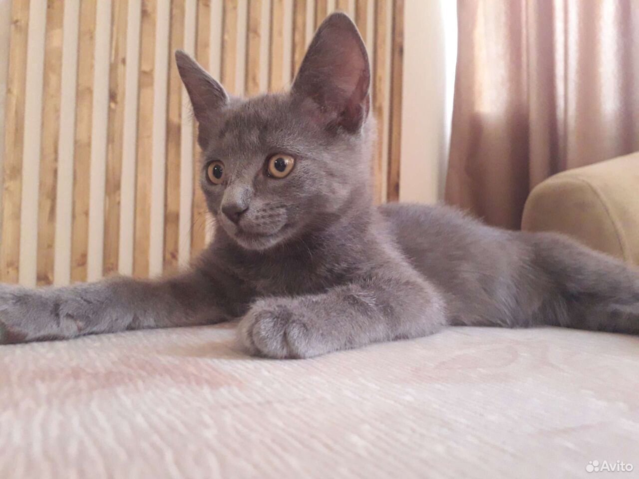 Русская голубая