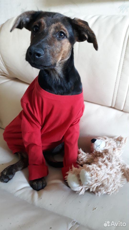 Ищем дом милейшему щенку