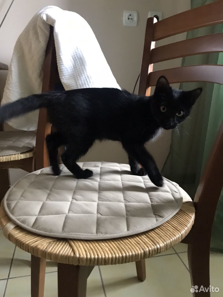 Котёнок Коржик в хорошие руки