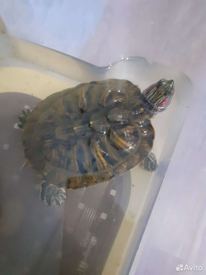 Черепаха красно ухая