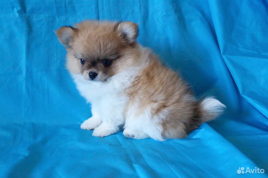 Шпиц мини девочка