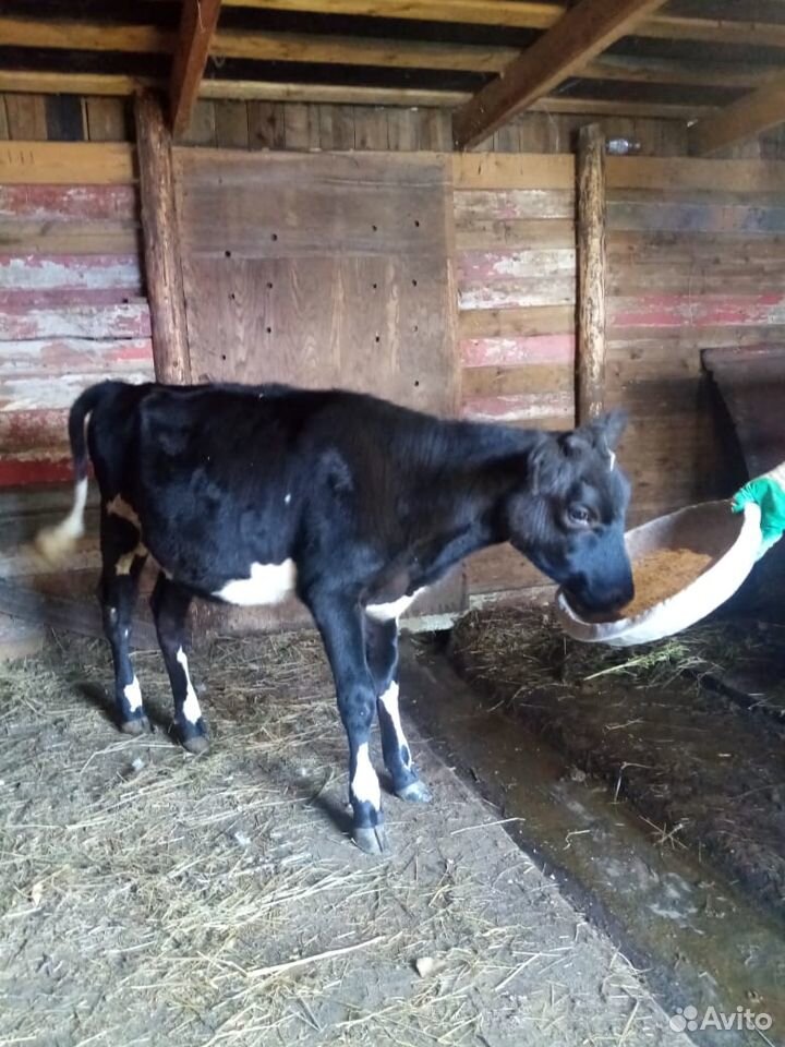 Телочка 5 месяцев