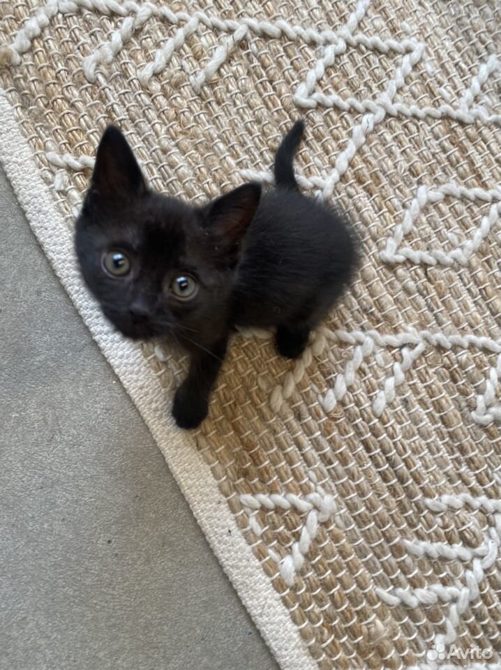 Малыш Масик ищет дом