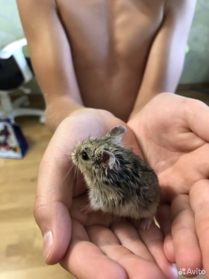 Джунгарские хомяки