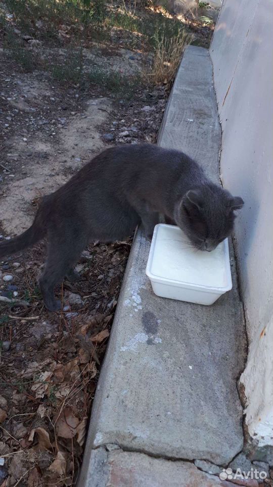 Кошка серая, вислоухая беременная