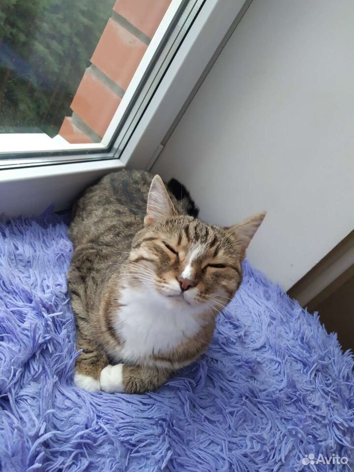 Кошка на случку с котом