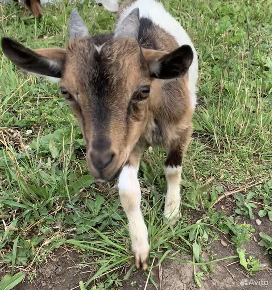 Козлик камерунец