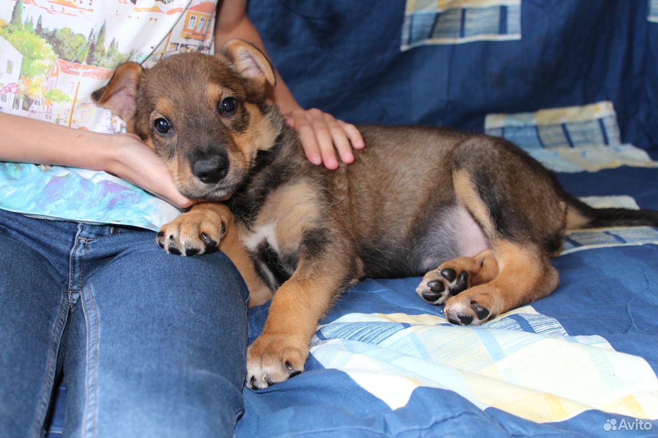 Щенок (девочка. 2 месяца) в добрые руки