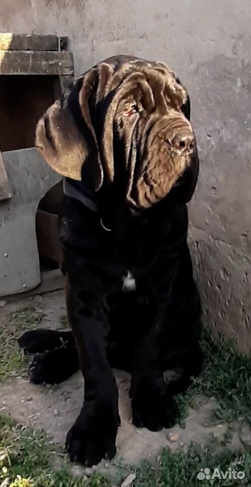 Малыш от чемпионов